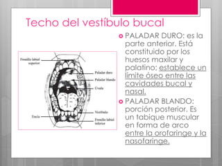 Anatomia_y_Fisiologia_BOCA.pdf