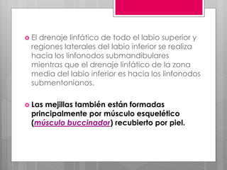 Anatomia_y_Fisiologia_BOCA.pdf