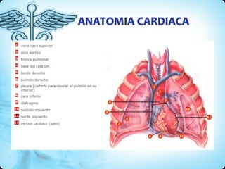 Anatomia y fisiologia cardiaca | PDF