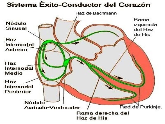 Anatomia y fisiologia cardiaca