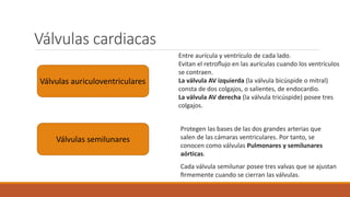 Anatomia y fisiologia cardiaca.pptx