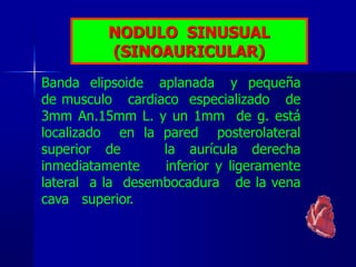 Anatomia y Fisiologia Cardiaca.pdf