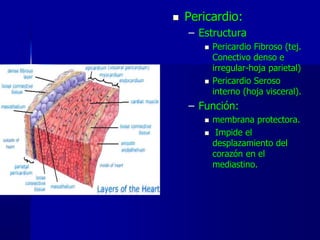 Anatomia y Fisiologia Cardiaca.pdf