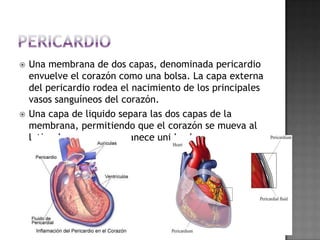Anatomia y fisiologia cardiaca | PPTX