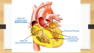 Anatomia_y Fisiologia Cardio.pptx