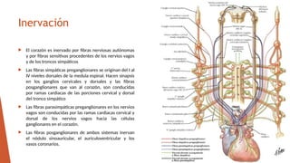 Anatomia y fisiologia cardiovascular.pptxxxxx | PPTX