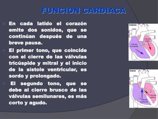 Anatomia y fisiologia cardiovascular okis | PPTX