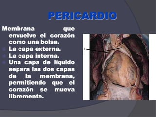 Anatomia y fisiologia cardiovascular okis | PPTX