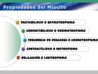Anatomía y fisiología cardiovascular en pediatría | PPTX