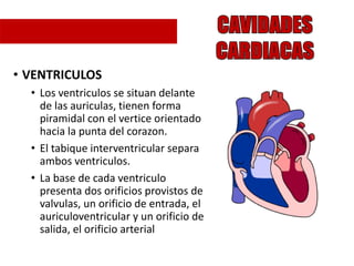 Anatomia y fisiologia del sistema cardiovascular | PPTX