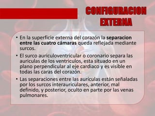 Anatomia y fisiologia del sistema cardiovascular | PPTX