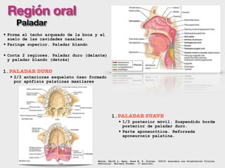 Anatomía y fisiología de boca y faringe.pdf