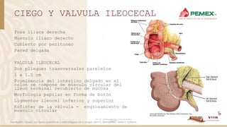 ANATOMÍA Y FISIOLOGÍA DE COLON sakandalakis.pptx