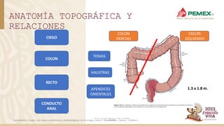ANATOMÍA Y FISIOLOGÍA DE COLON sakandalakis.pptx