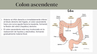 Anatomia y fisiologia de colon que t serviara.pdf