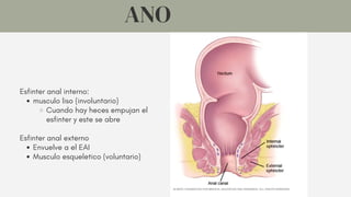 Anatomia y fisiologia de colon que t serviara.pdf