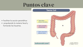 Anatomia y fisiologia de colon que t serviara.pdf