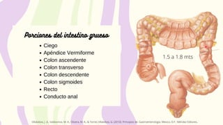 Anatomia y fisiología de Colon, recto y ano.pdf