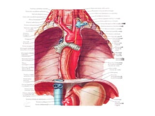 Anatomia y fisiologia de esofago | PPTX