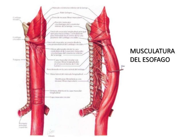 Anatomia y fisiologia de esofago