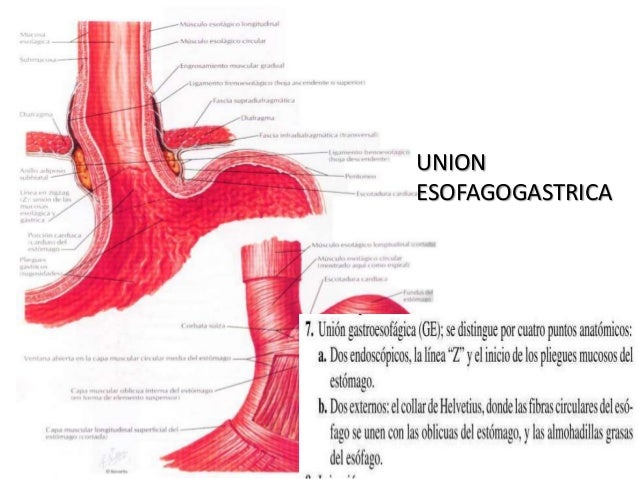 Anatomia y fisiologia de esofago
