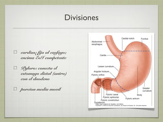 Anatomia y Fisiologia de Estomago | PPT