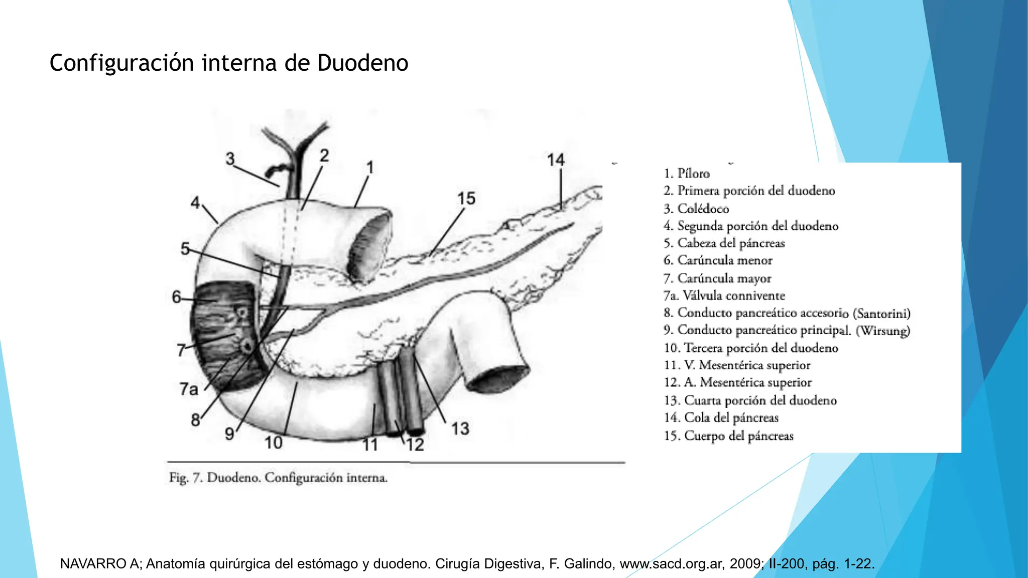 anatomia y fisiologia de estomago y duodeno.pptx