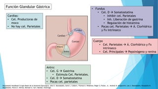 anatomia y fisiologia de estomago y duodeno.pptx