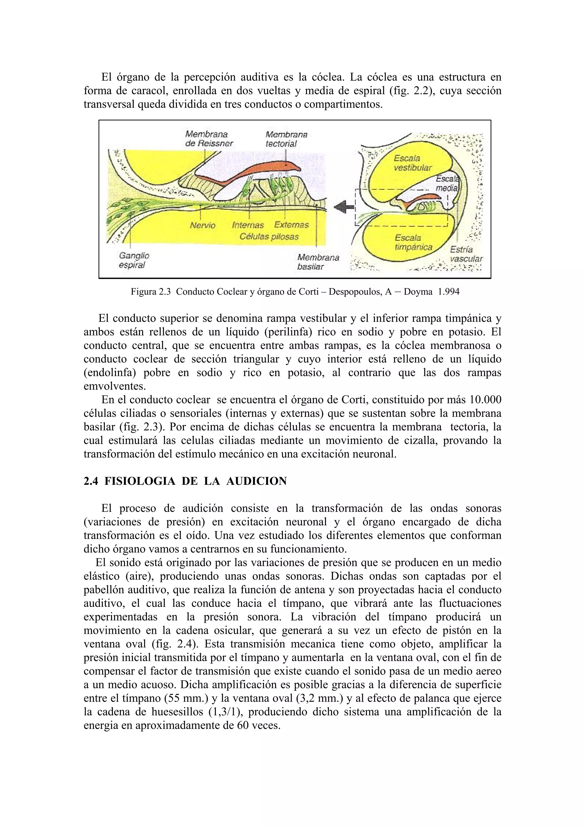 Anatomia y Fisiologia de la audicion | PDF