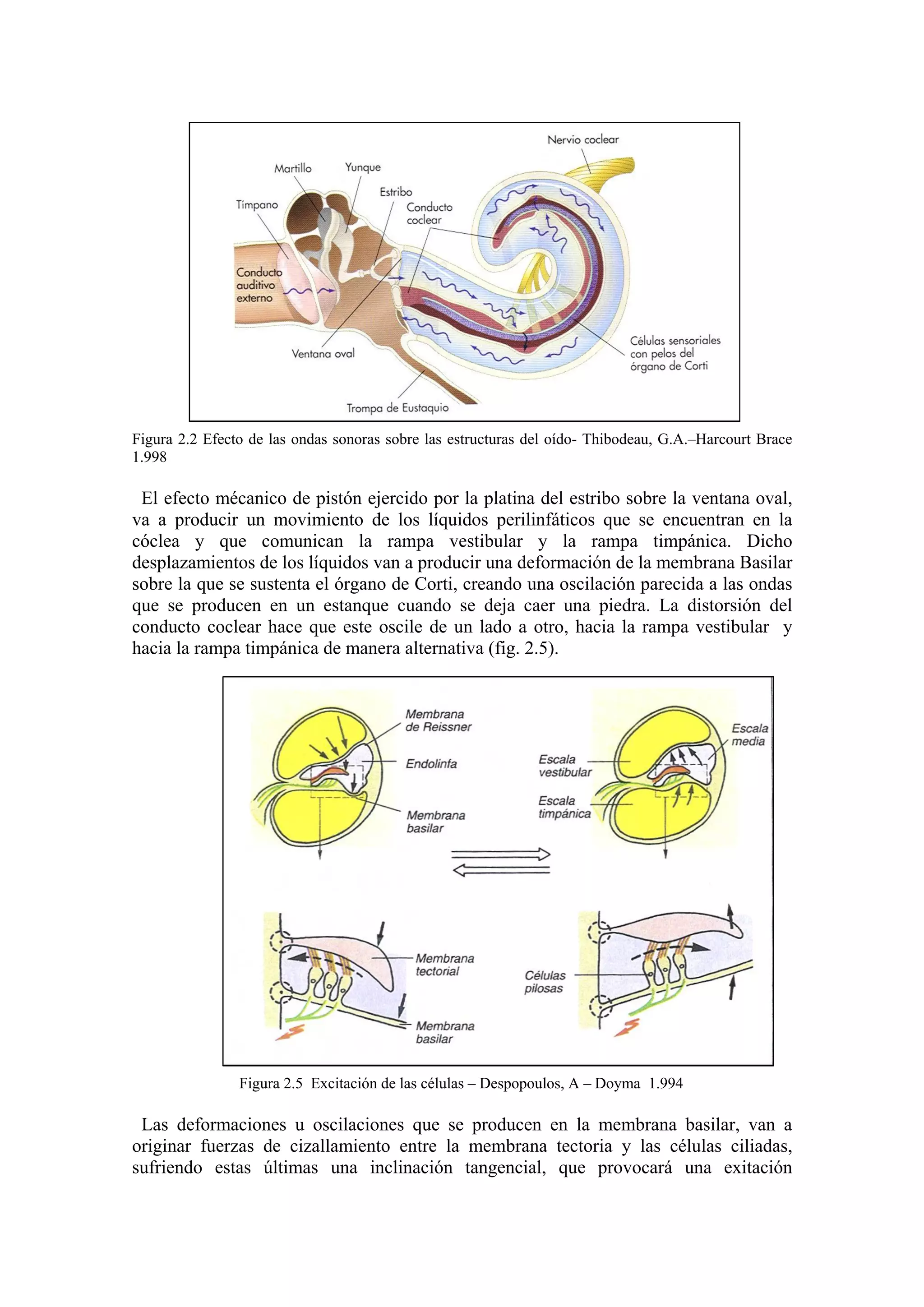 Anatomia y Fisiologia de la audicion | PDF