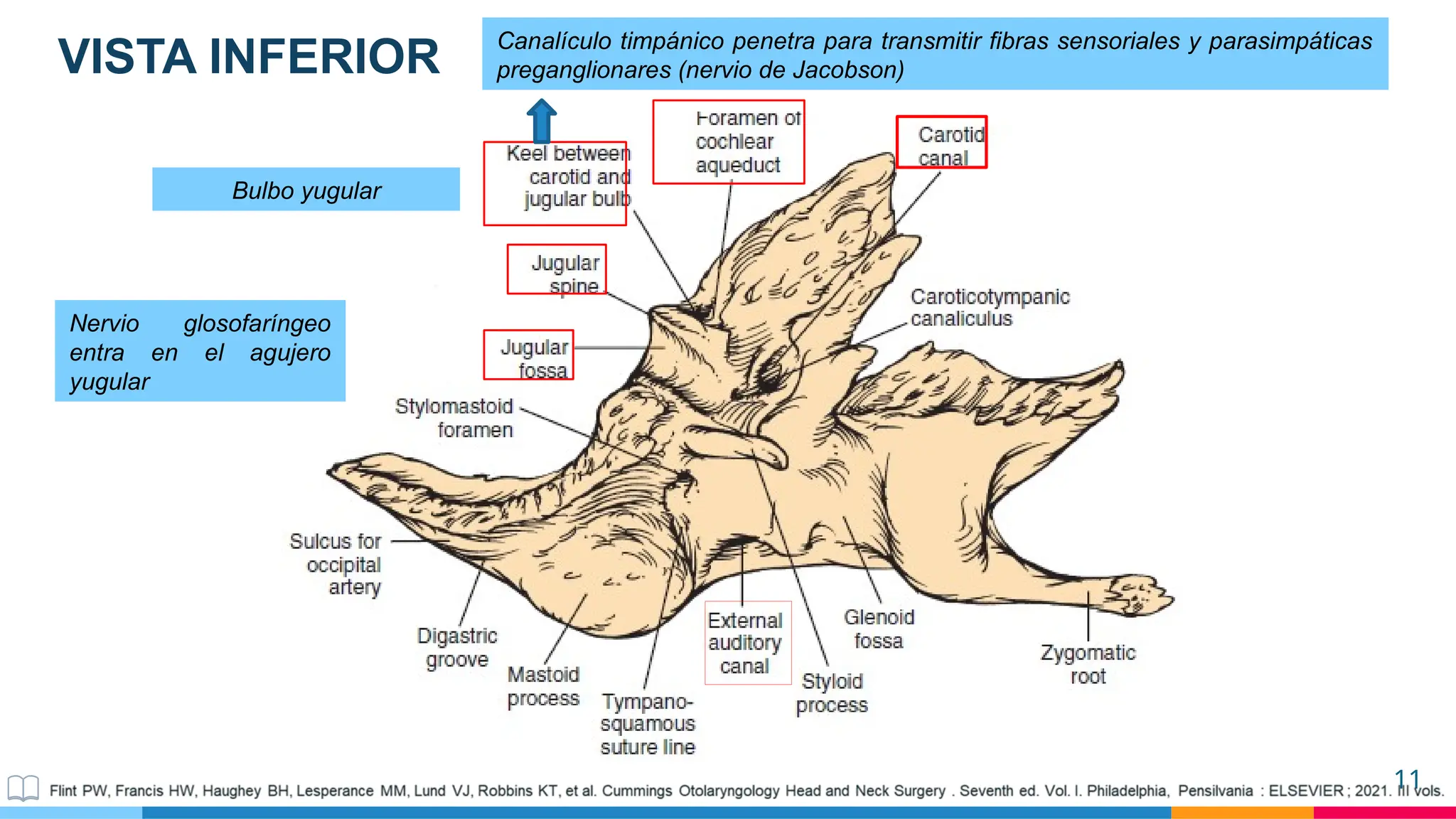 ANATOMIA Y FISIOLOGIA DE LA AUDICION.pptx