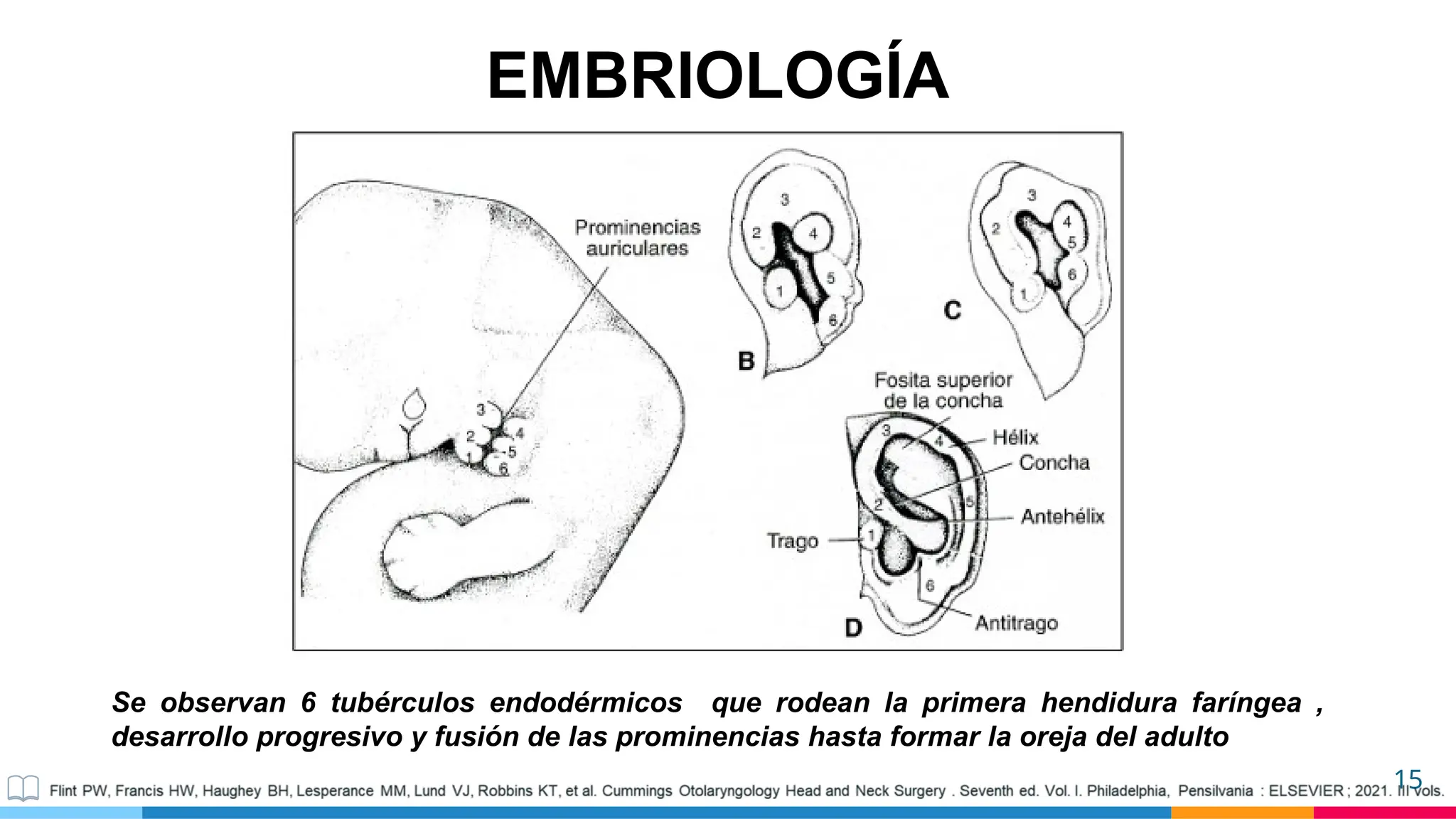 ANATOMIA Y FISIOLOGIA DE LA AUDICION.pptx