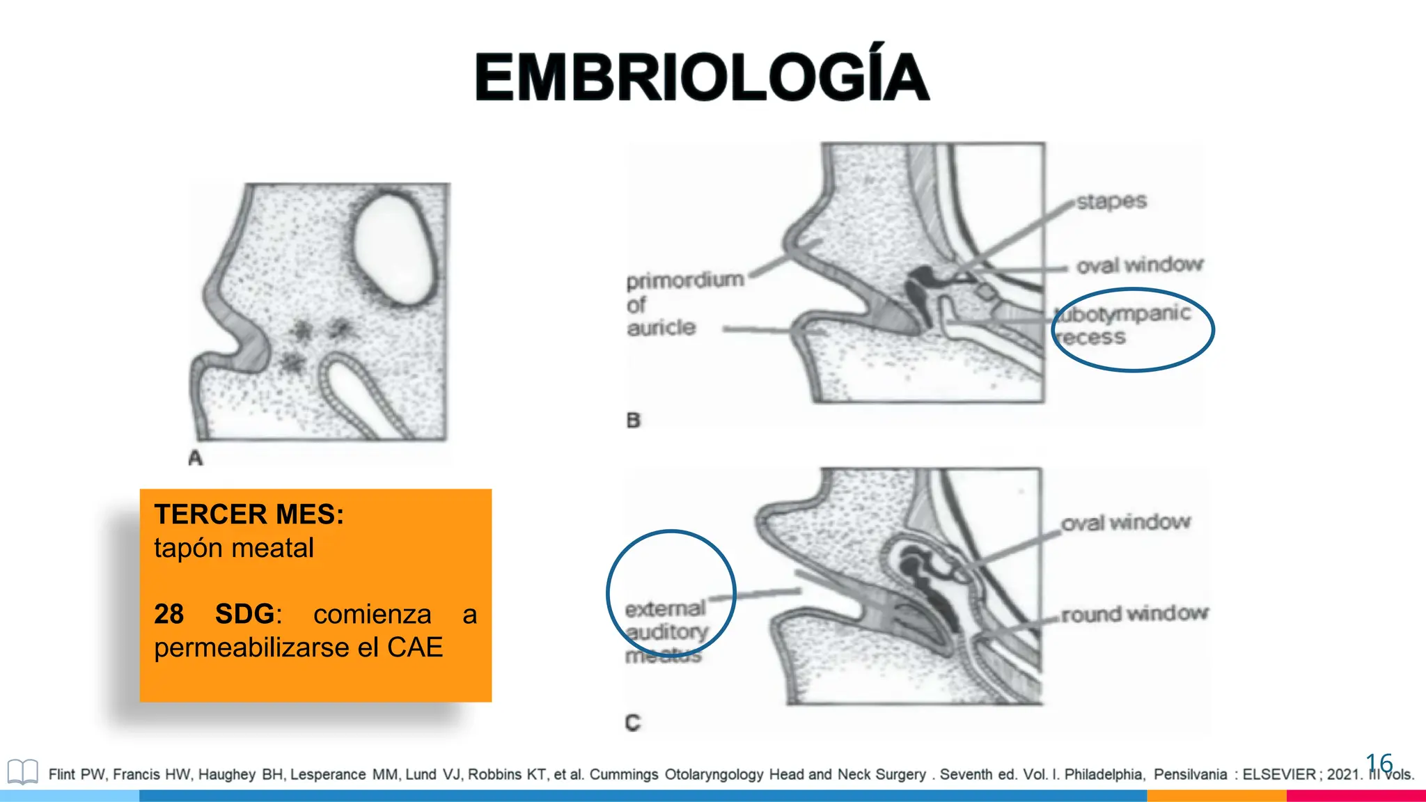 ANATOMIA Y FISIOLOGIA DE LA AUDICION.pptx