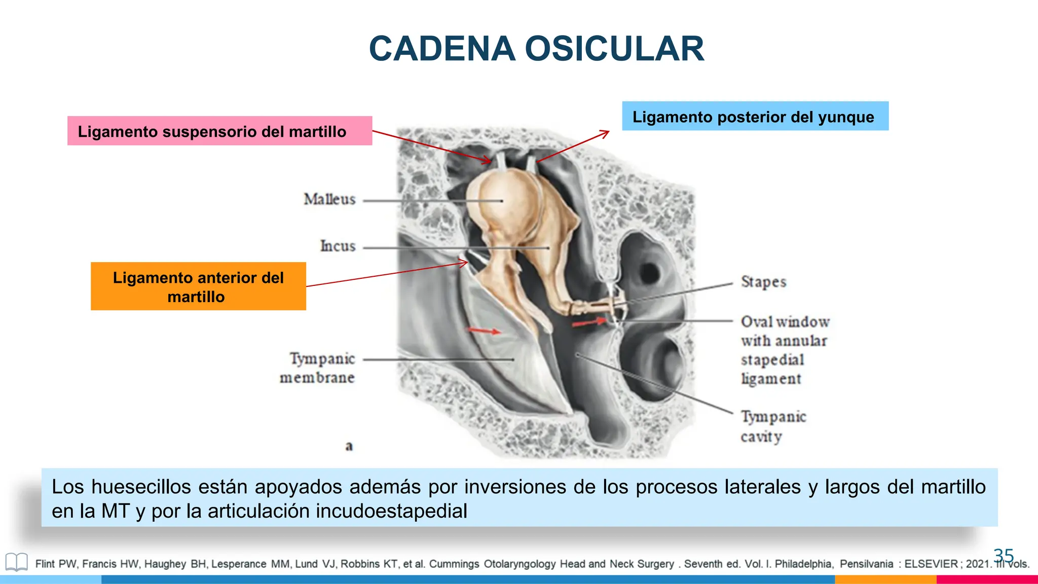ANATOMIA Y FISIOLOGIA DE LA AUDICION.pptx