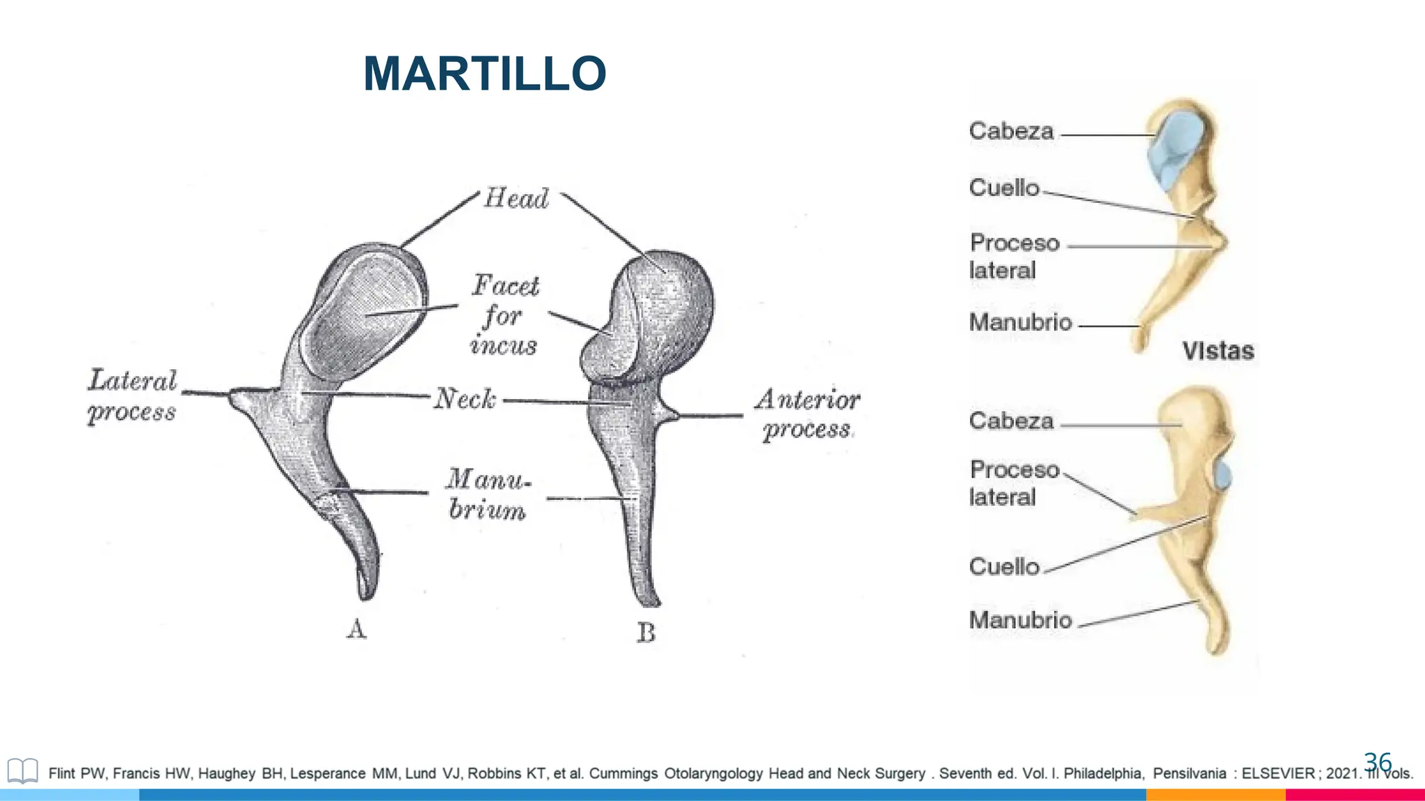 ANATOMIA Y FISIOLOGIA DE LA AUDICION.pptx