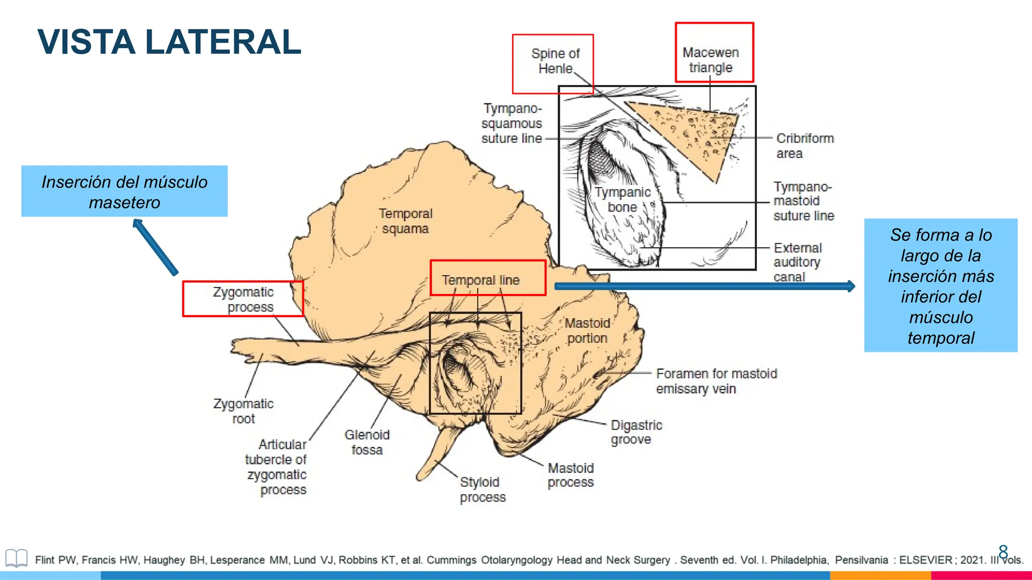 ANATOMIA Y FISIOLOGIA DE LA AUDICION.pptx