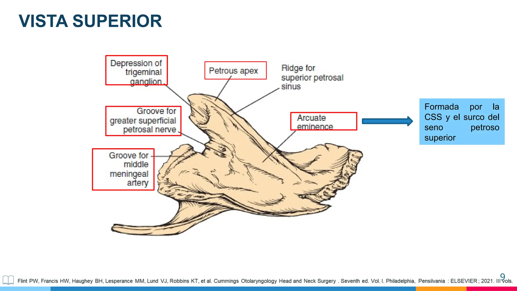 ANATOMIA Y FISIOLOGIA DE LA AUDICION.pptx