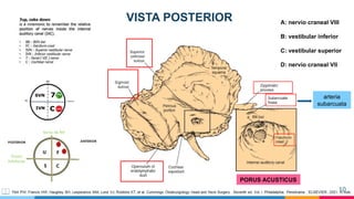 ANATOMIA Y FISIOLOGIA DE LA AUDICION.pptx