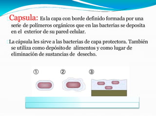 ANATOMIA Y FISIOLOGIA DE LA CELULA PROCARIOTA original.pptx