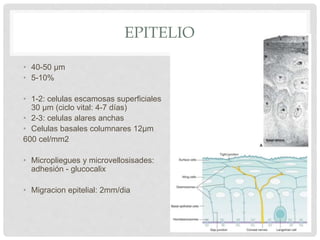 anatomia y fisiologia de la cornea.pptx