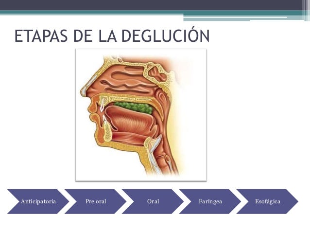 Anatomia y fisiologia de la deglucion c.1
