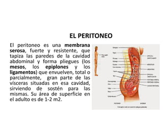 ANATOMIA Y FISIOLOGIA DE LA Dialisis peritoneal.pdf