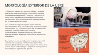ANATOMIA Y FISIOLOGIA DE LA GLANDULA MAMARIA.pptx