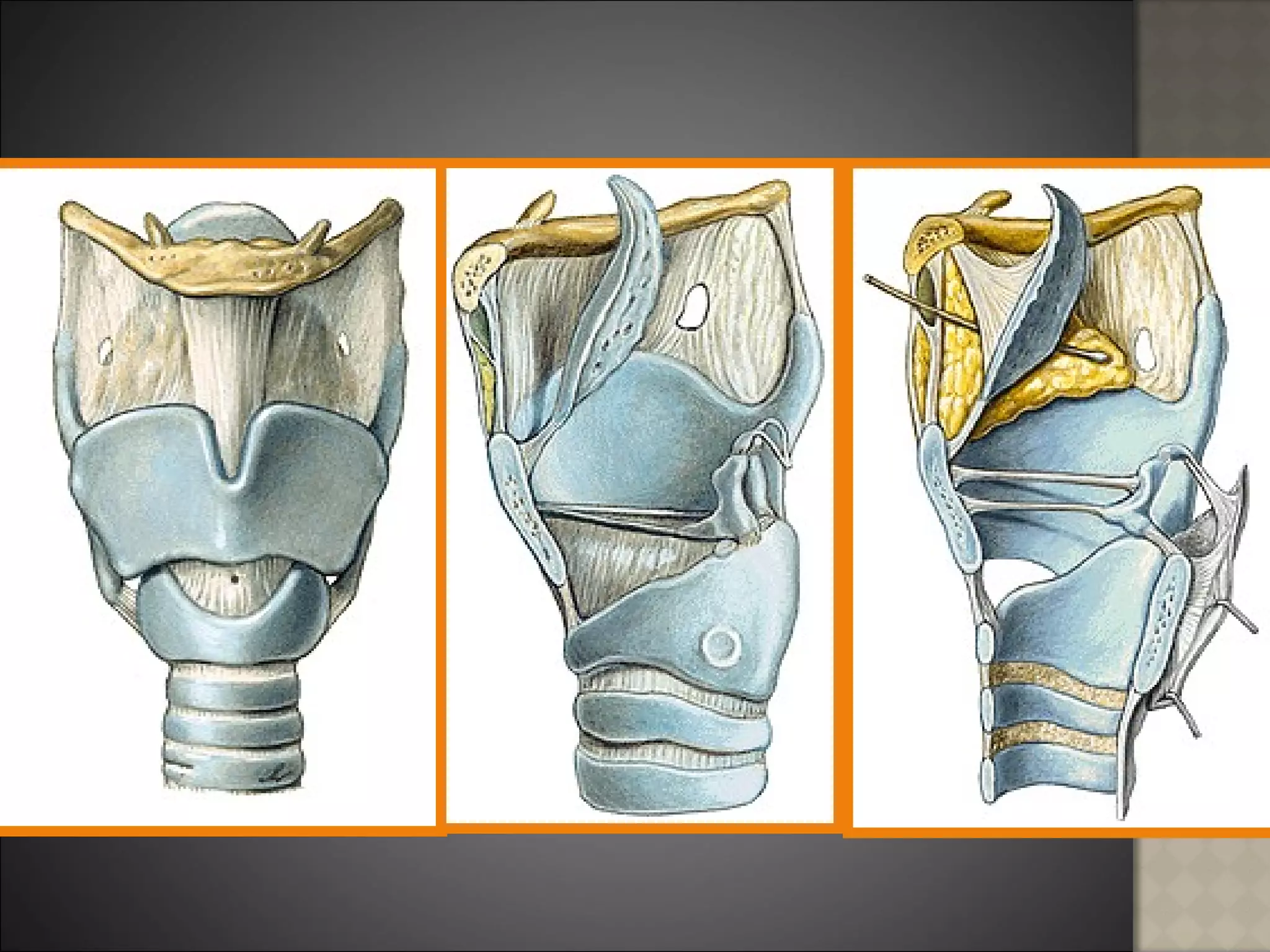 Anatomia y fisiologia de la laringe | PPT