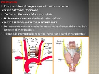 Anatomia y fisiologia de la laringe | PPT