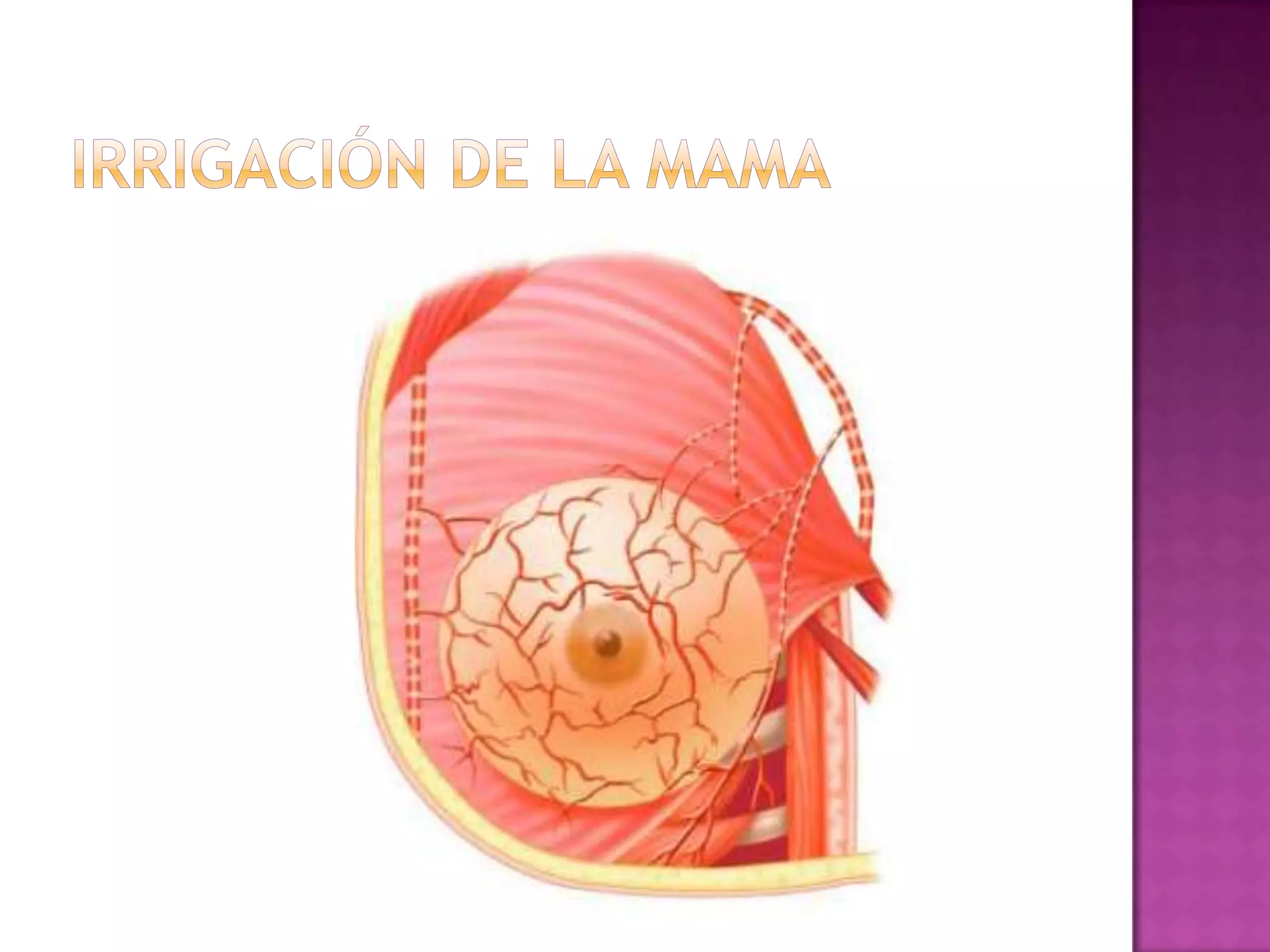 Anatomia y fisiologia de la mama | PPT