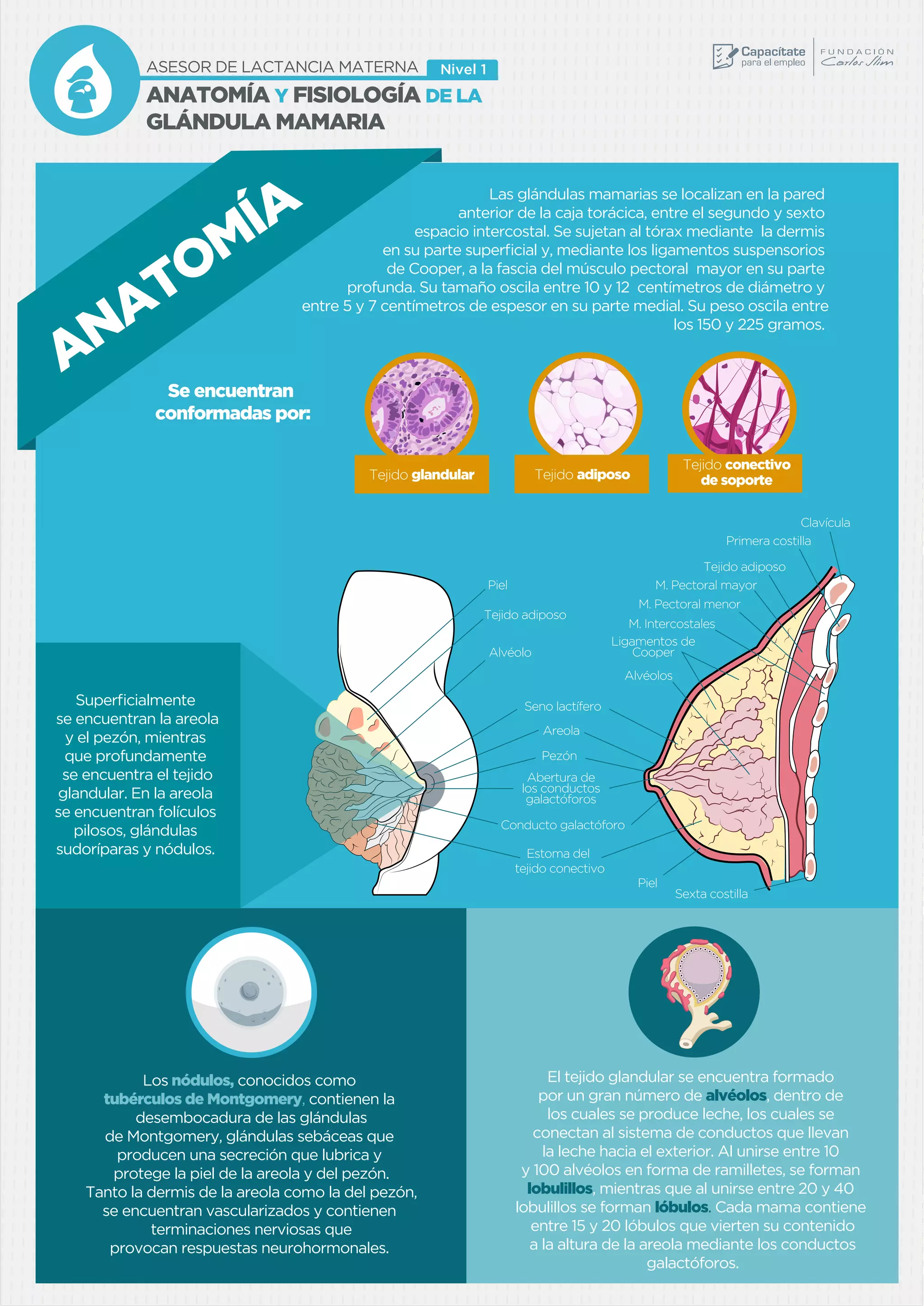 Anatomia y fisiologia de la mama | PDF