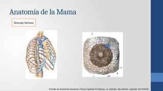 Anatomia y fisiologia de la Mama.pptxxxx | PPTX