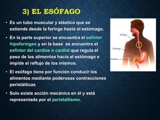 ANATOMIA_Y_FISIOLOGIA_DEL_APARATO_DIGEST.ppt