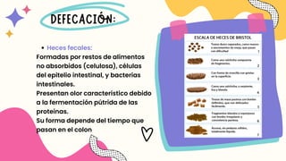 ANATOMIA Y FISIOLOGIA DEL APARATO DIGESTIVO.pdf